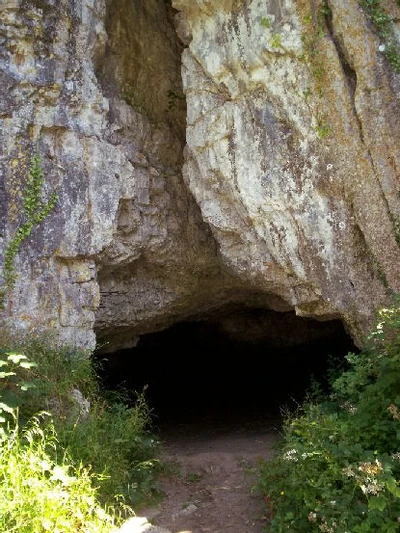 Medicine Cat's den | ~ StoneClan ~ A Warriors Roleplay ~ Wiki | Fandom