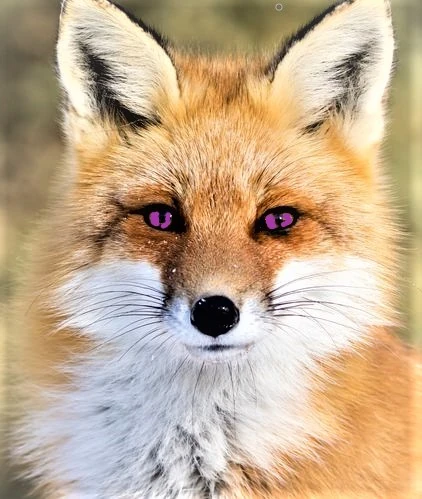 Lupercus (Character) | Stonehaven League Adventure Wiki | Fandom