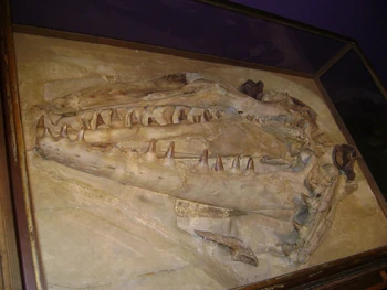 Thalassosaurus | Stoneworks MC Wiki | Fandom