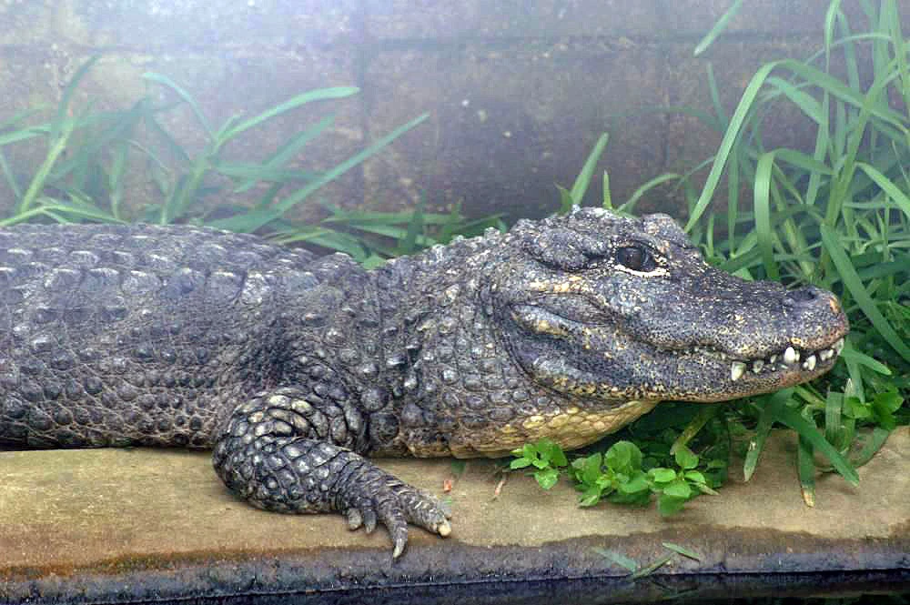 Short-Nosed Alligator | Stoneworks MC Wiki | Fandom