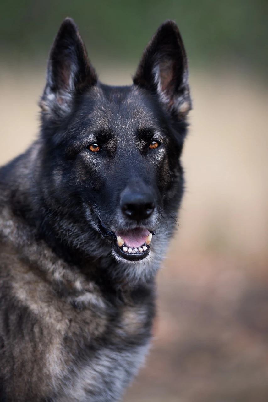 Volandian Hunting Dog | Stoneworks MC Wiki | Fandom