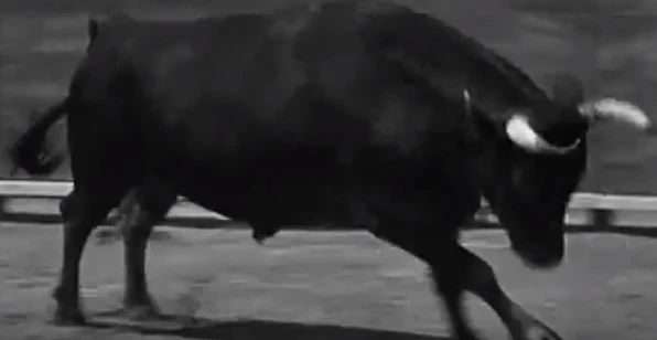 Angry bull | Stooges Wiki | Fandom