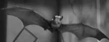 Bat | Stooges Wiki | Fandom