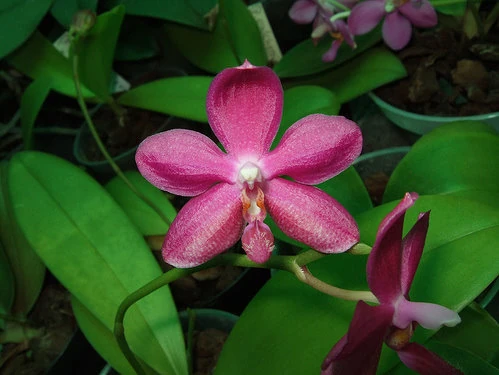 Doritaenopsis Hsia's Cherry | Storczyki Wiki | Fandom