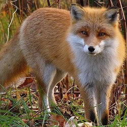 Fox | Fractured Visions Wiki | Fandom