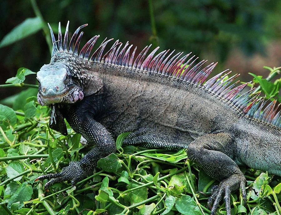 Mikey N. Lizard | Storm Overdrive Wiki | Fandom