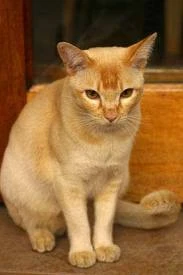 Micah | StormClanRP Wiki | Fandom