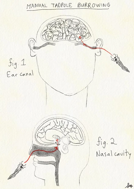 Mindflayer Experimentation Notes | Stormgate Campaign | Fandom