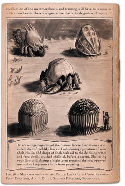 Chull | Stormlight Archive Wiki | Fandom