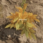 Roślina ziemniaka | Stranded Deep PL Wiki | Fandom