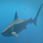 Zarlacz tygrysi | Stranded Deep PL Wiki | Fandom