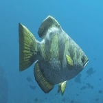 Archerfish | Stranded Deep PL Wiki | Fandom