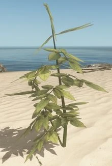 Kartoffelpflanze | Stranded Deep Wiki | Fandom