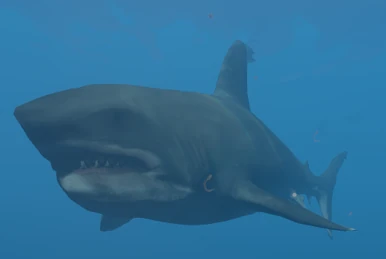 blacktip reef shark stranded deep