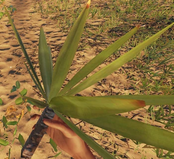 Yucca Fruit | Stranded Deep Wiki | Fandom