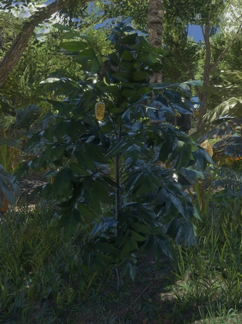 Kura Fruit | Stranded Deep Wiki | Fandom