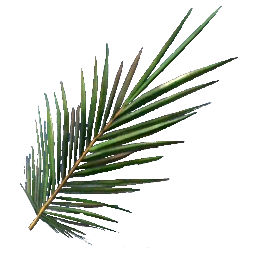 Palm Frond | Stranded Deep Wiki | Fandom