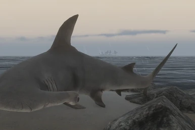 blacktip reef shark stranded deep