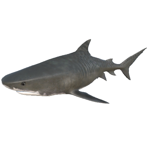 Tiger Shark - Official Stranded Deep Wiki