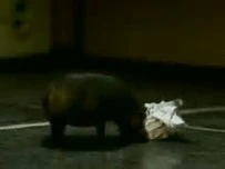 House hippo | Strange animals Wiki | Fandom