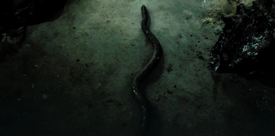 Vignes | Wiki Stranger Things | Fandom