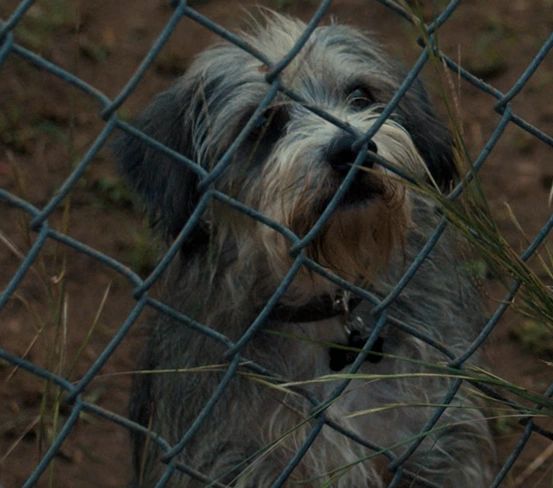 Neighbor's Dog | Stranger Things Wiki | Fandom