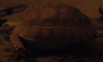 Yurtle | Stranger Things Wiki | Fandom