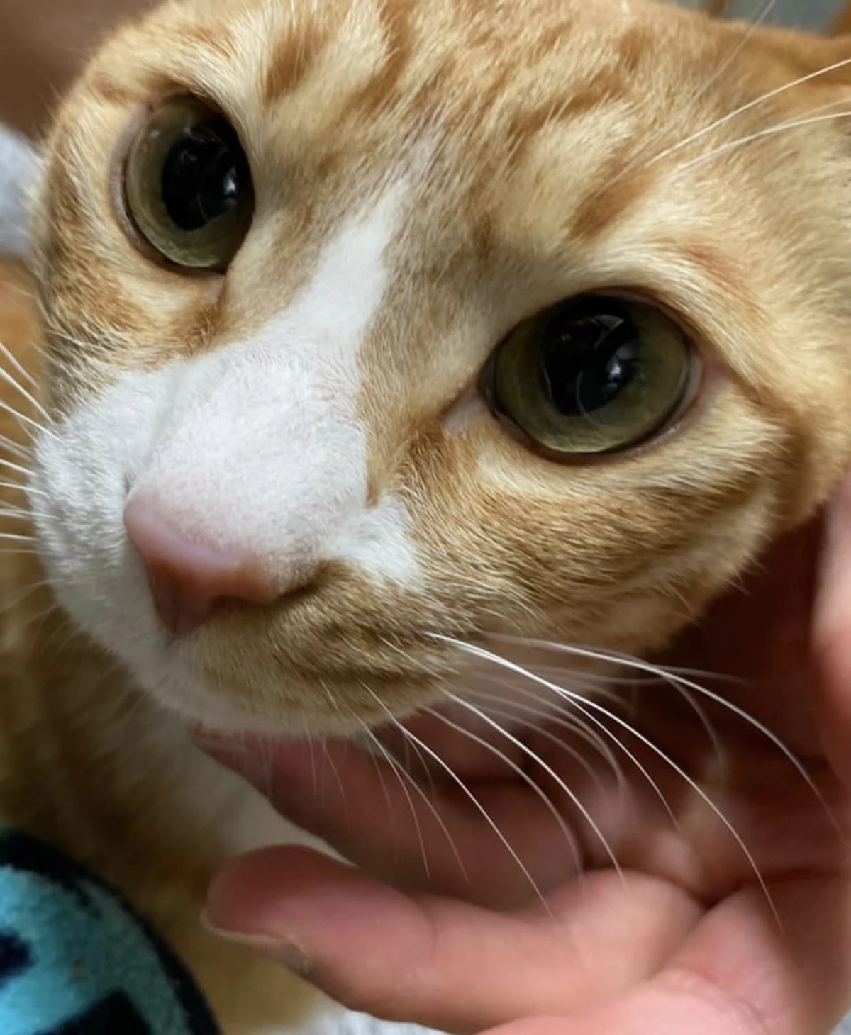 Soonie | Stray Kids Wiki | Fandom