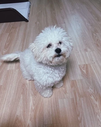 Bbama | Stray Kids Wiki | Fandom