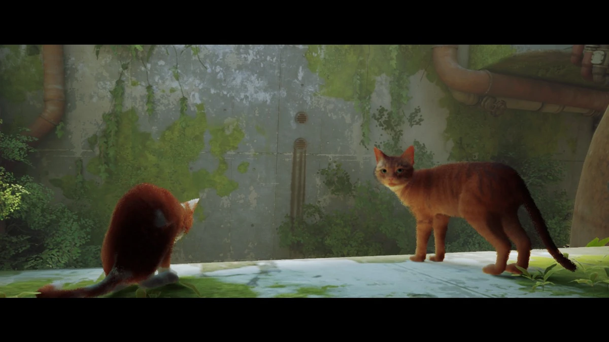 Animals | Stray Wiki | Fandom