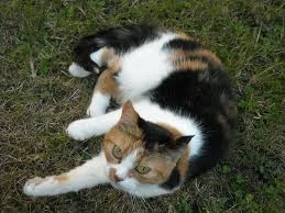 Smudge | StreamClan and DarkClan Wiki | Fandom