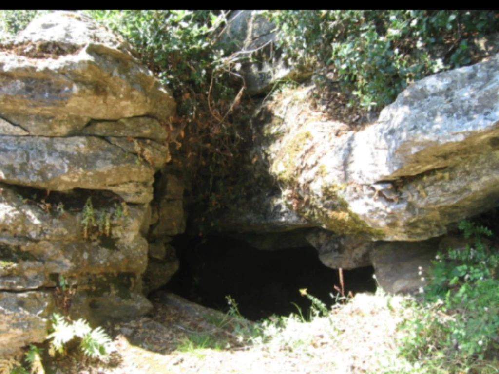 StreamClans Leaders Den | StreamClan and DarkClan Wiki | Fandom