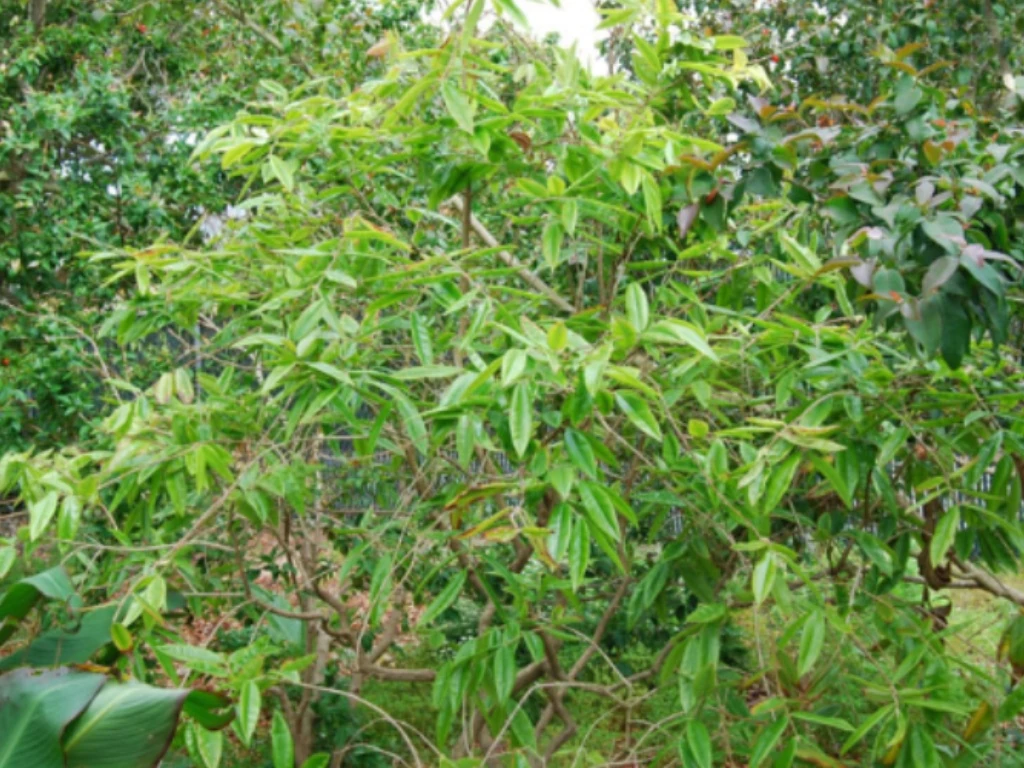 StreamClan Apprentice den | StreamClan and DarkClan Wiki | Fandom