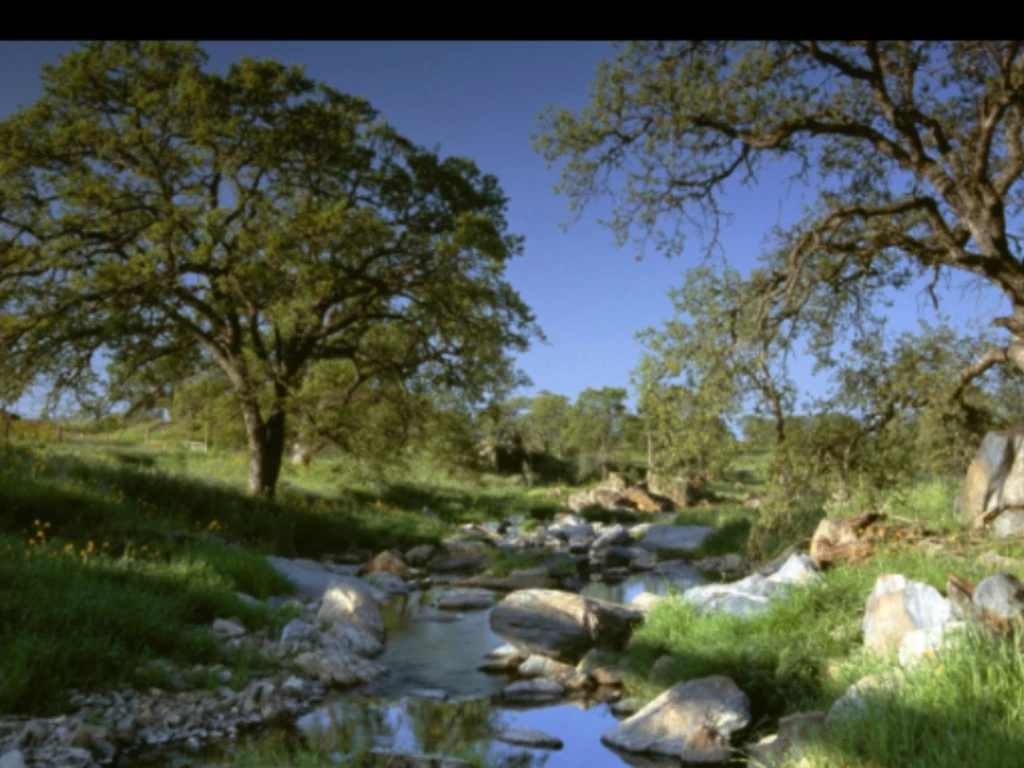 StreamClan camp center | StreamClan and DarkClan Wiki | Fandom