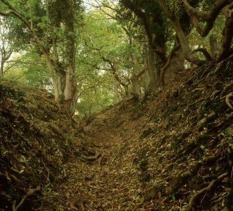 DarkClans Camp Clearing | StreamClan and DarkClan Wiki | Fandom