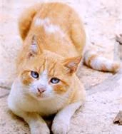 Fireflight | StreamClan and DarkClan Wiki | Fandom