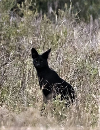 Mephy | Strefa Oc Wiki | Fandom