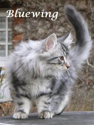 Bluewing | StrikeClan Fanfiction Wiki | Fandom