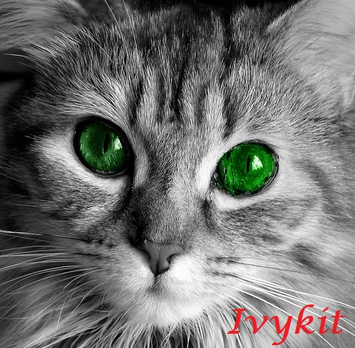 Ivykit | StrikeClan Fanfiction Wiki | Fandom