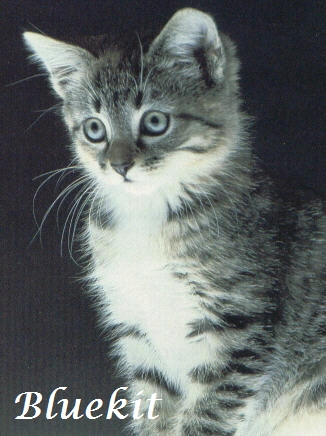 Bluekit | StrikeClan Fanfiction Wiki | Fandom