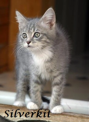 Silverkit | StrikeClan Fanfiction Wiki | Fandom