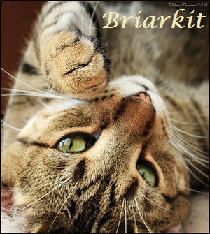 Briarkit | StrikeClan Fanfiction Wiki | Fandom