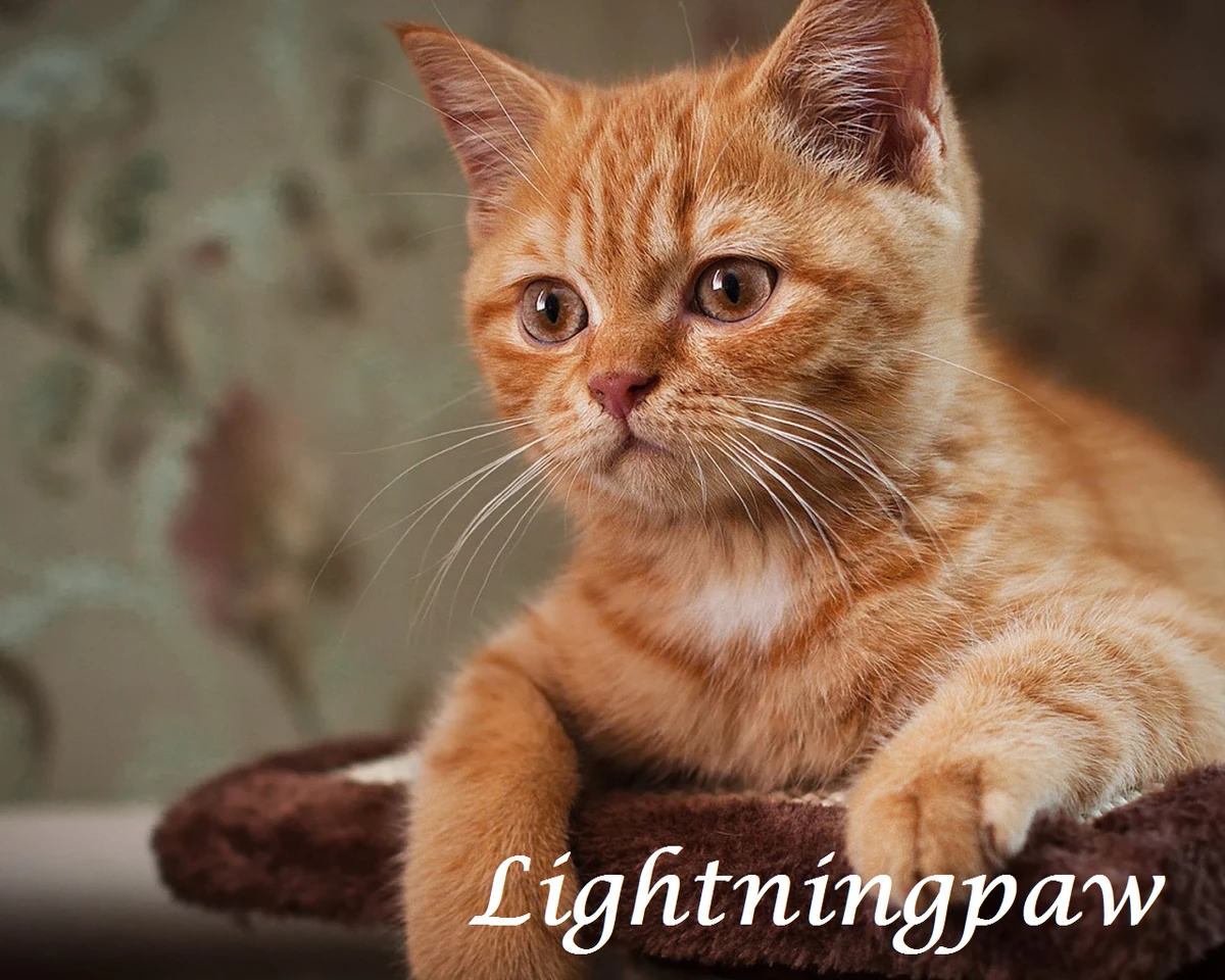 Lightningpaw | StrikeClan Fanfiction Wiki | Fandom