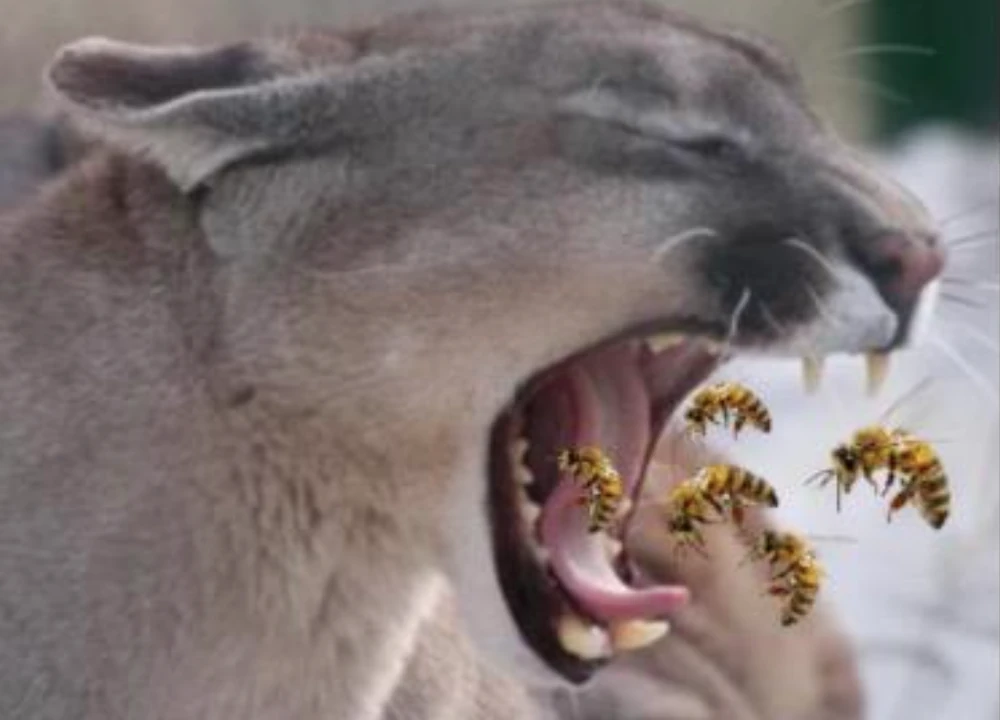 Bee-eating | Terencepedia | Fandom