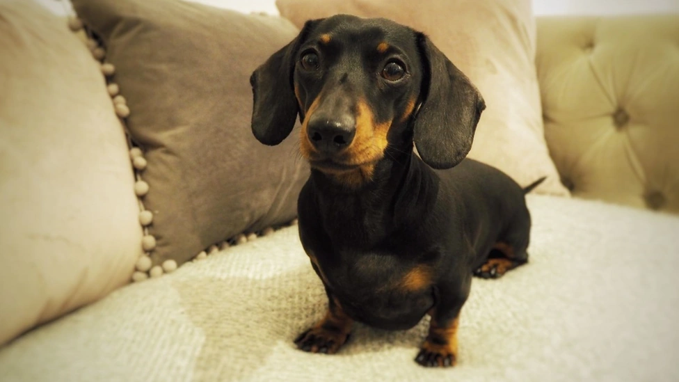 Hot Dawg | Terencepedia | Fandom