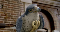 Stuart Little Falcon
