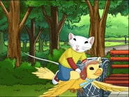 Margalo | Stuart Little Wiki | Fandom