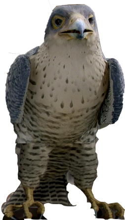 Falcon | Stuart Little Wiki | Fandom