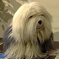 Samson | Studio 100 Official Wiki | Fandom