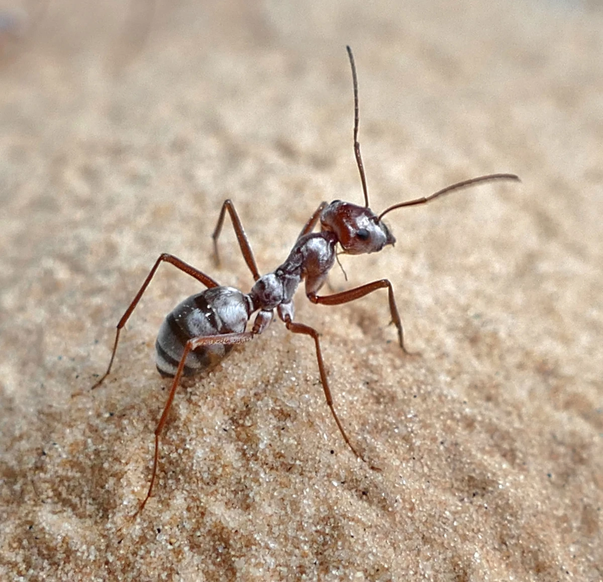 Ant (Insect) | Stuff 'n' Things Wiki | Fandom